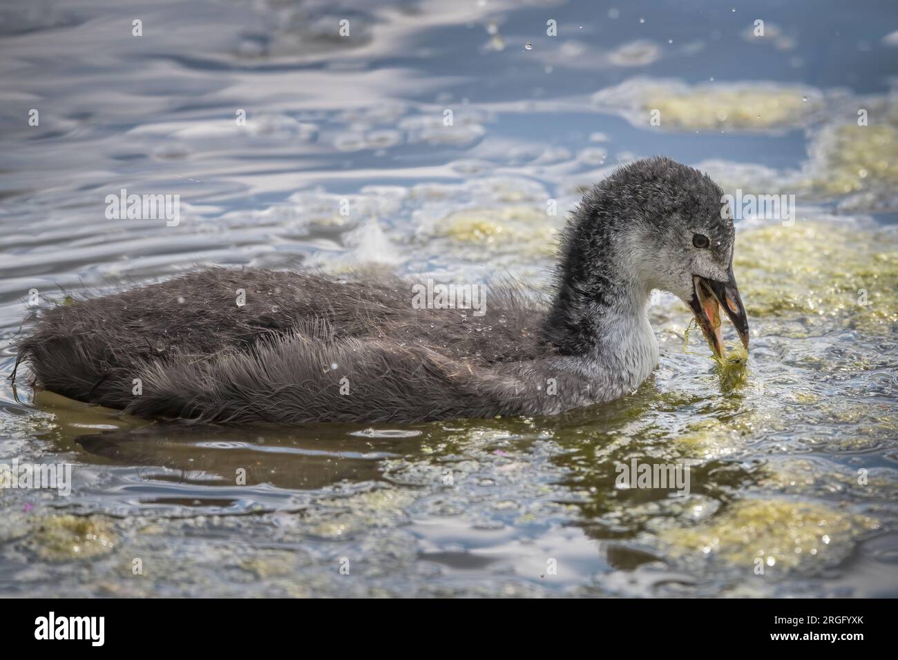 Juvenile coot venturing away from the nest practicing feeding for ...