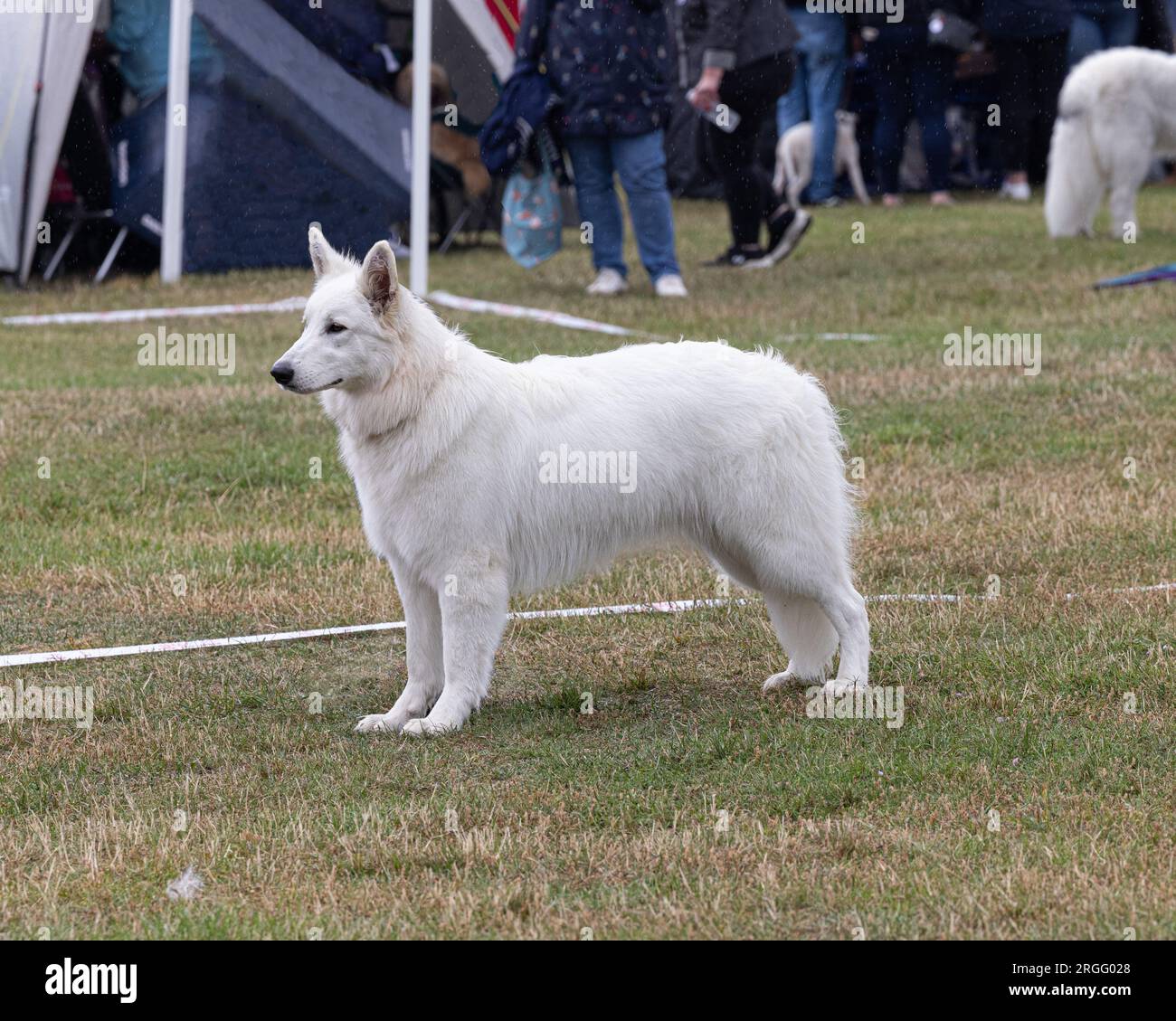 An Italian Maremma sheep dog Stock Photo - Alamy