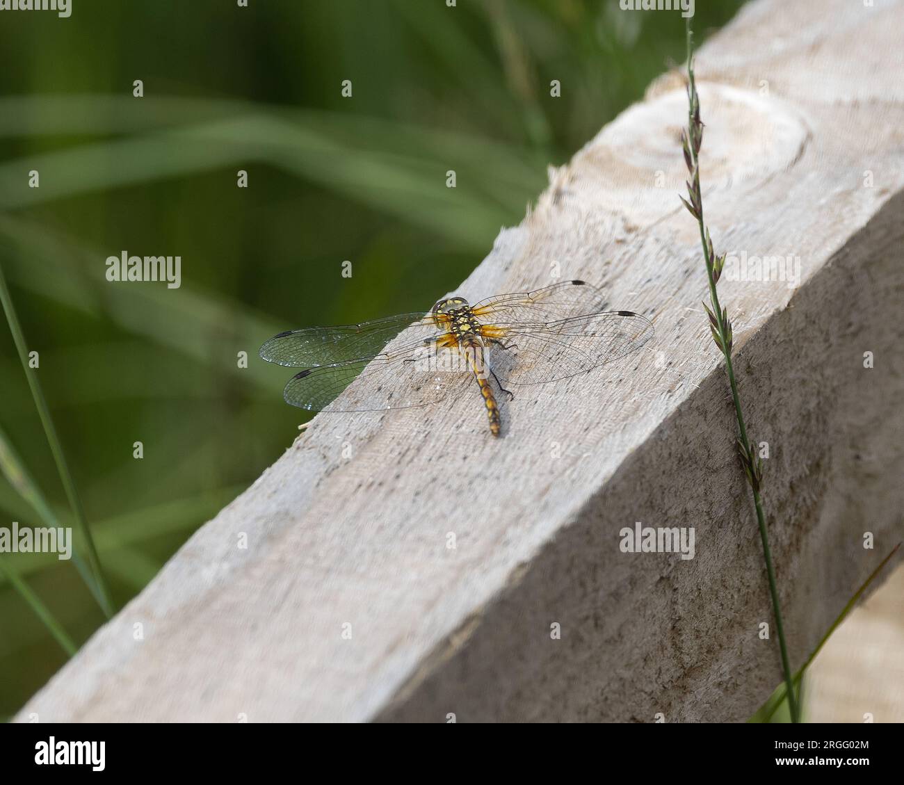 Four-spot Chaser Dragonfly resting Stock Photo - Alamy