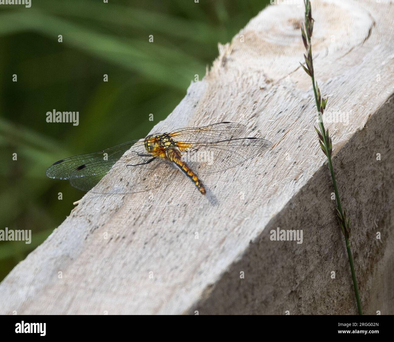 Four-spot Chaser Dragonfly resting Stock Photo - Alamy