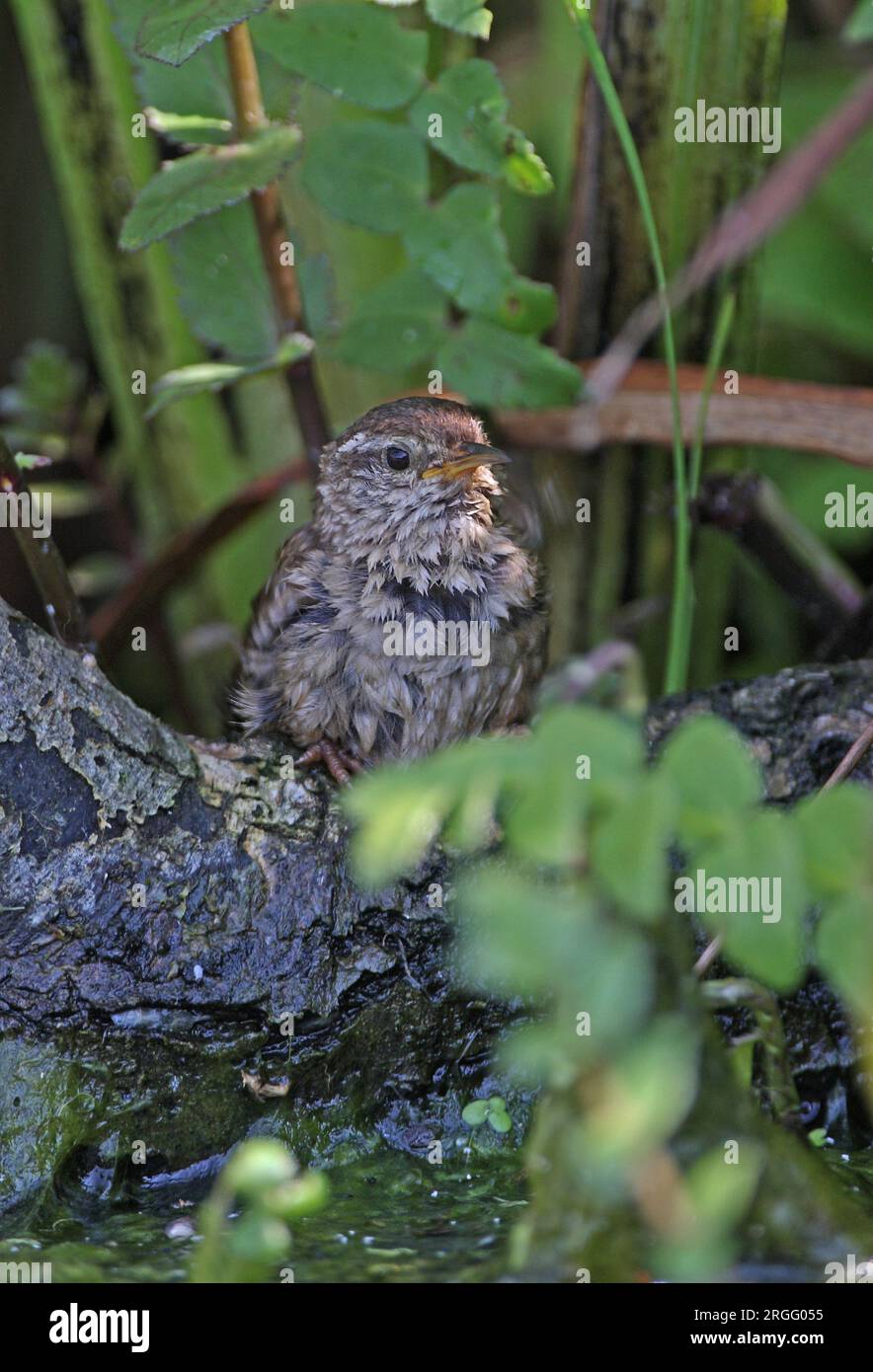 Eurasian Wren (Troglodytes troglodytes) adult wet after bathing Eccles ...