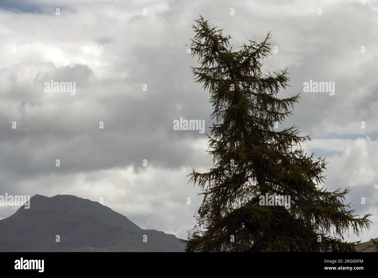 Scottish Mountain and Tree Stock Photo - Alamy