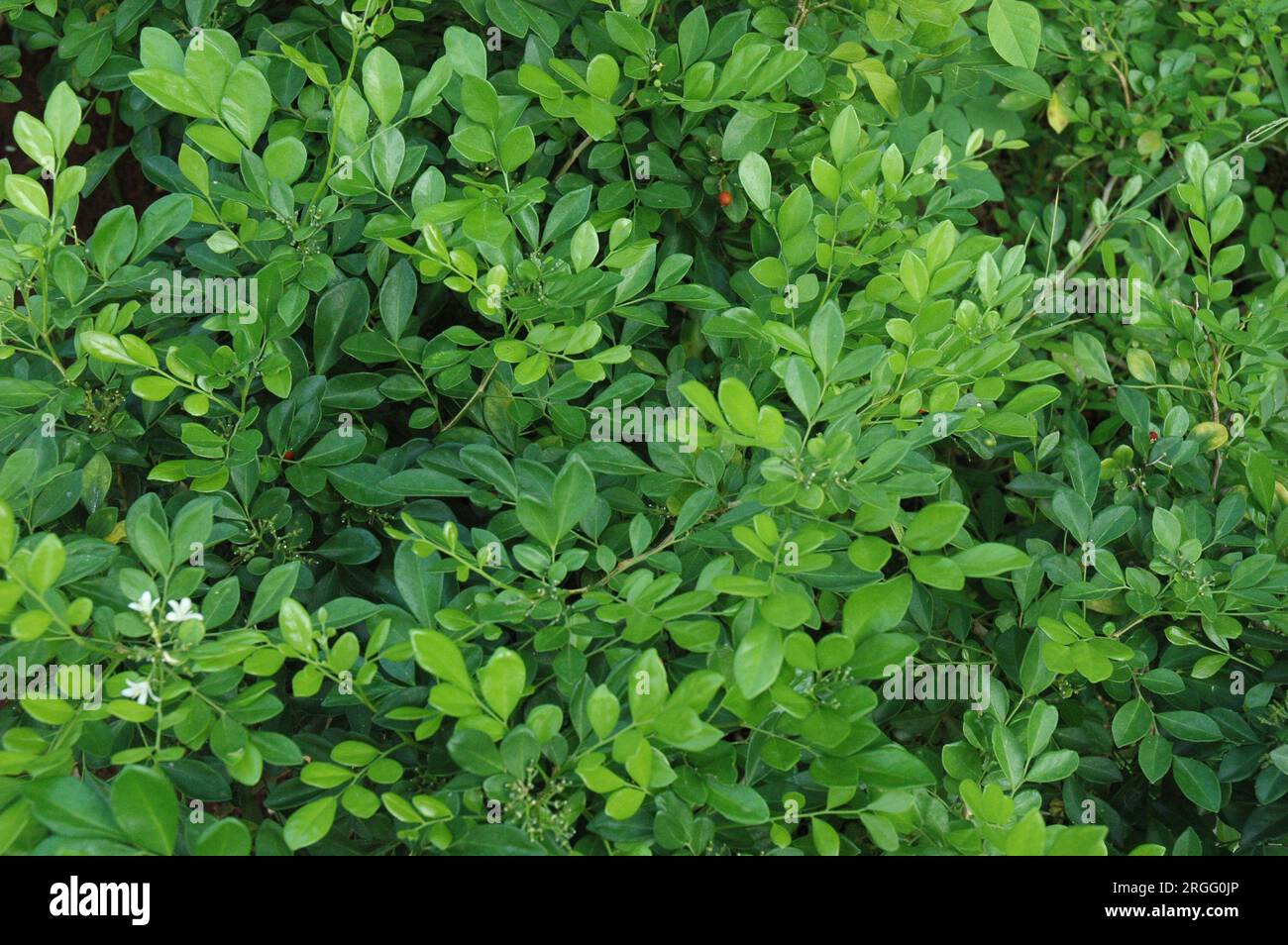 Greenery in nature hi-res stock photography and images - Alamy