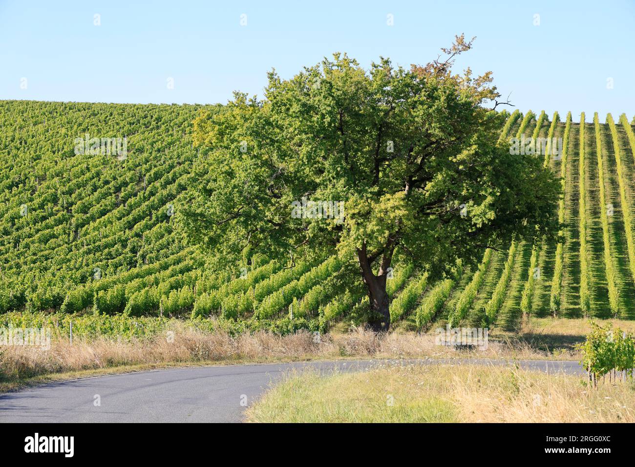 Les routes des vins de bordeaux france france hi-res stock photography ...