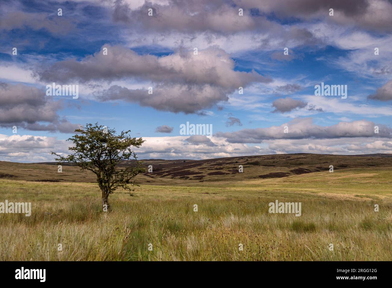 Hawthorne tree on Denbigh Moors, North Wales Stock Photo - Alamy