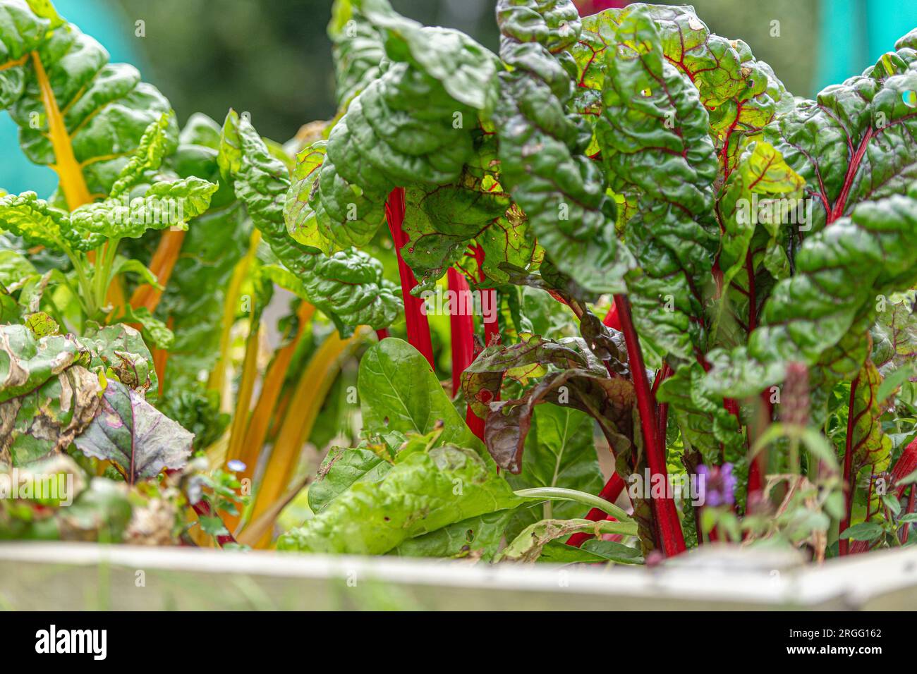 Contemporary garden raised bed hi-res stock photography and images - Alamy