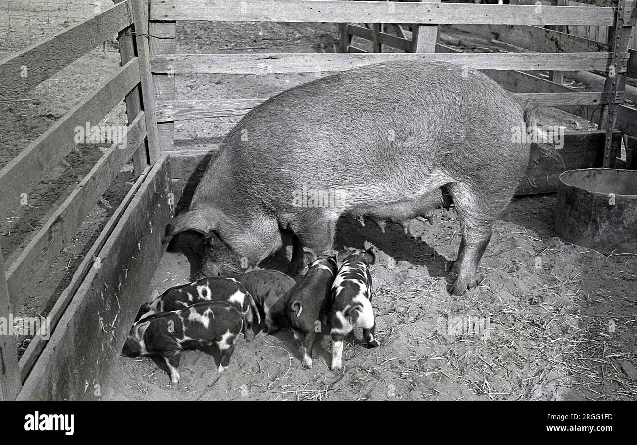 Picture farm animals hi-res stock photography and images - Alamy