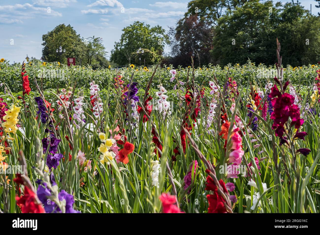 Field with colorful gladiolus flowers that customers can cut off ...