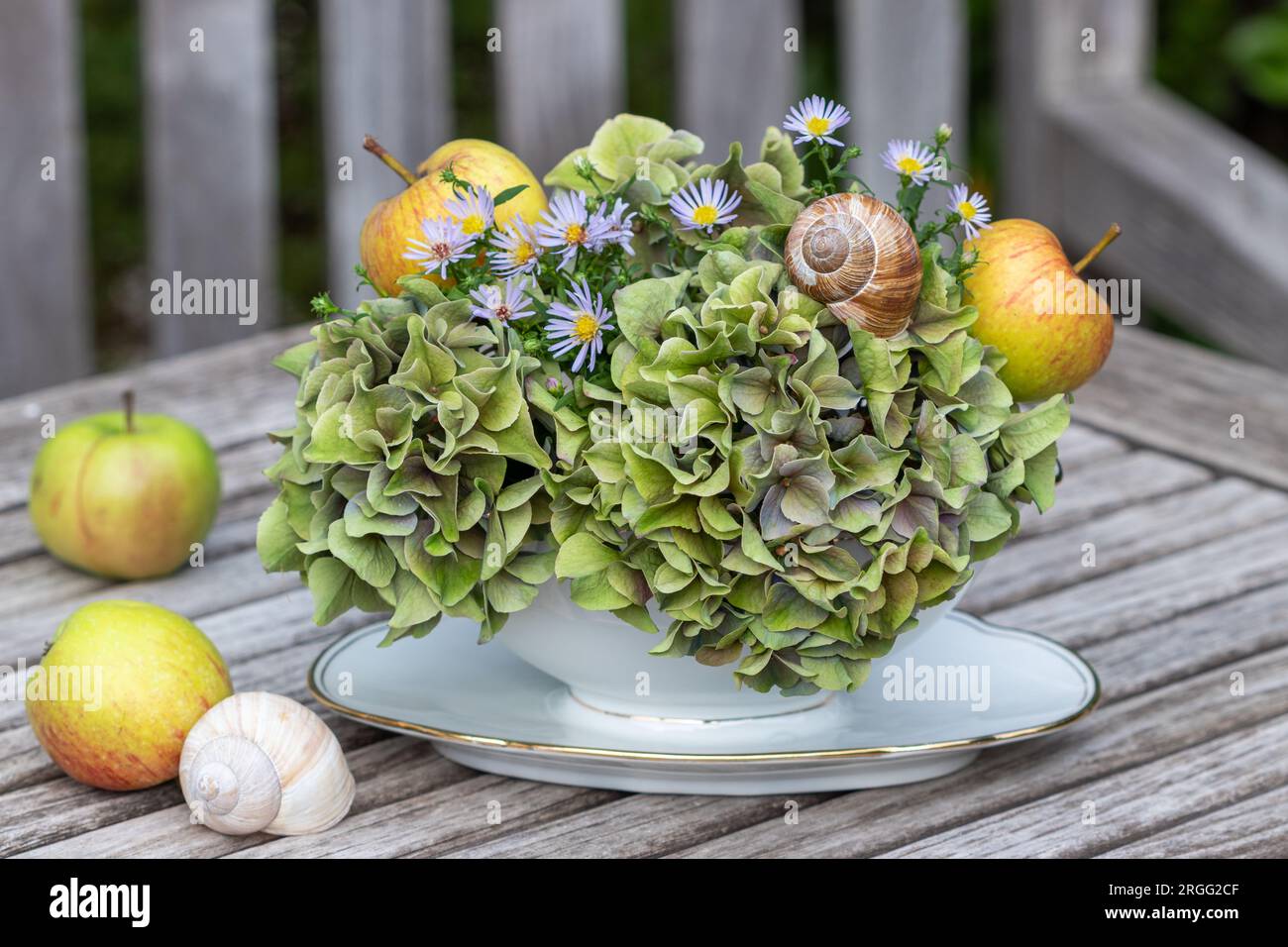 floral arrangement with hydrangea flowers, apples and snail shell in ...