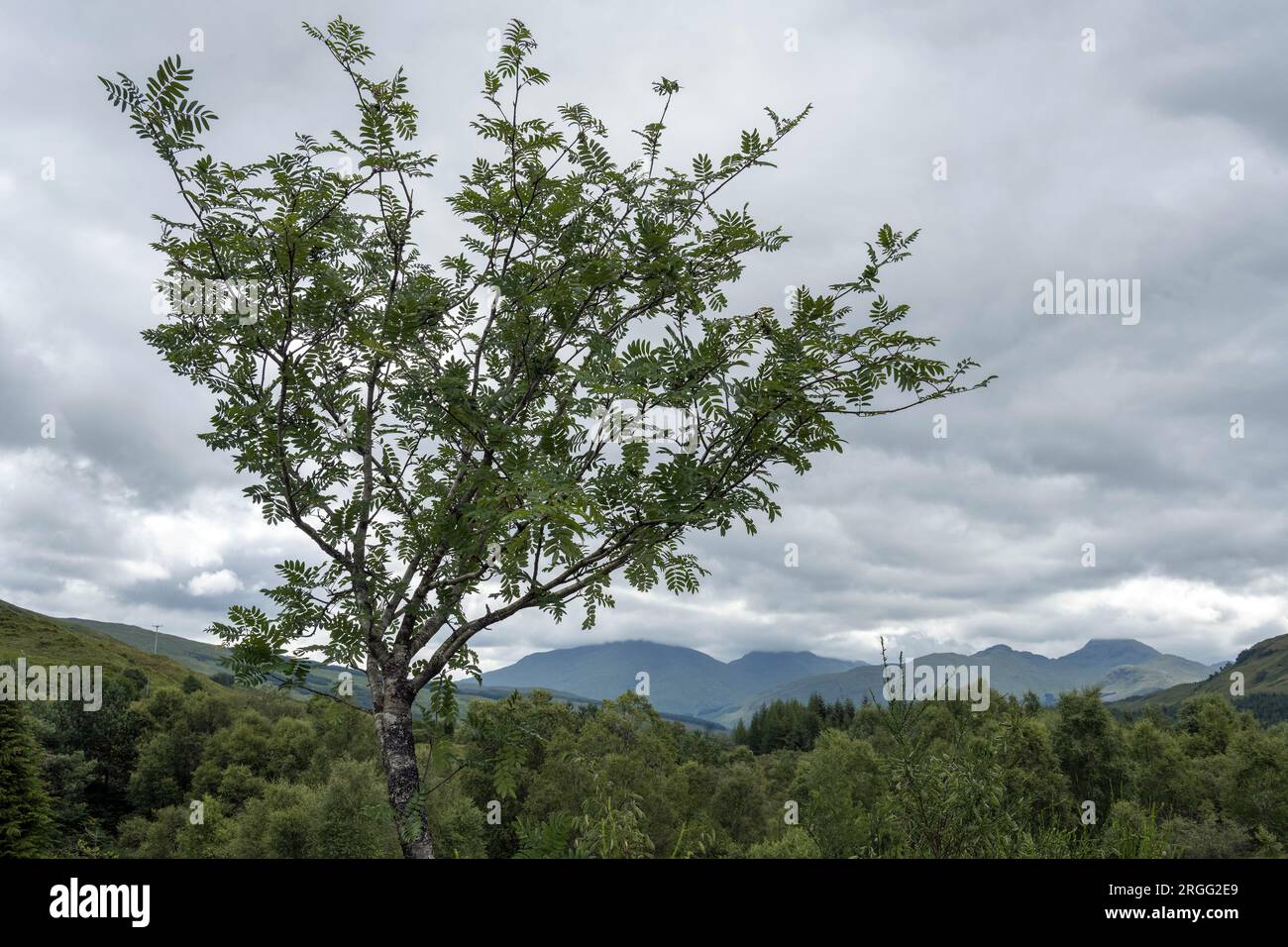 The lost forest in the scottish highlands hi-res stock photography and ...