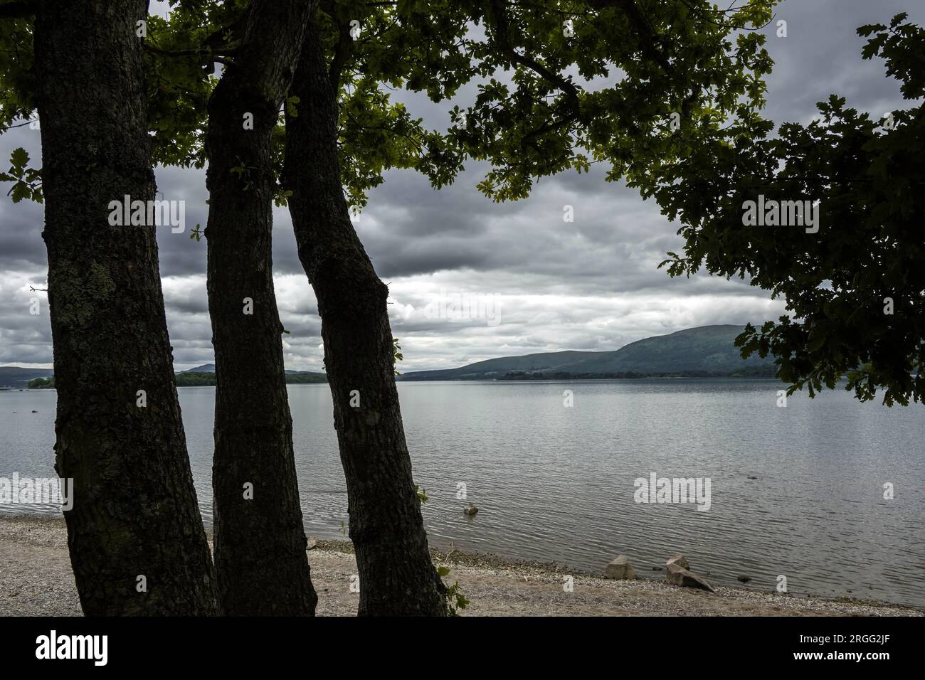 Tree and Loch at Milarrochy, Scotland Stock Photo - Alamy