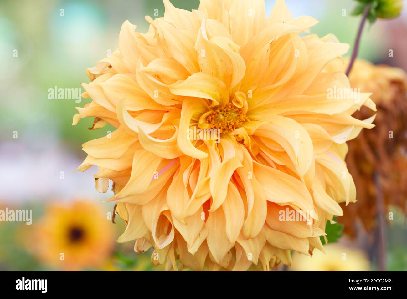 Dahlia great hercules hi-res stock photography and images - Alamy