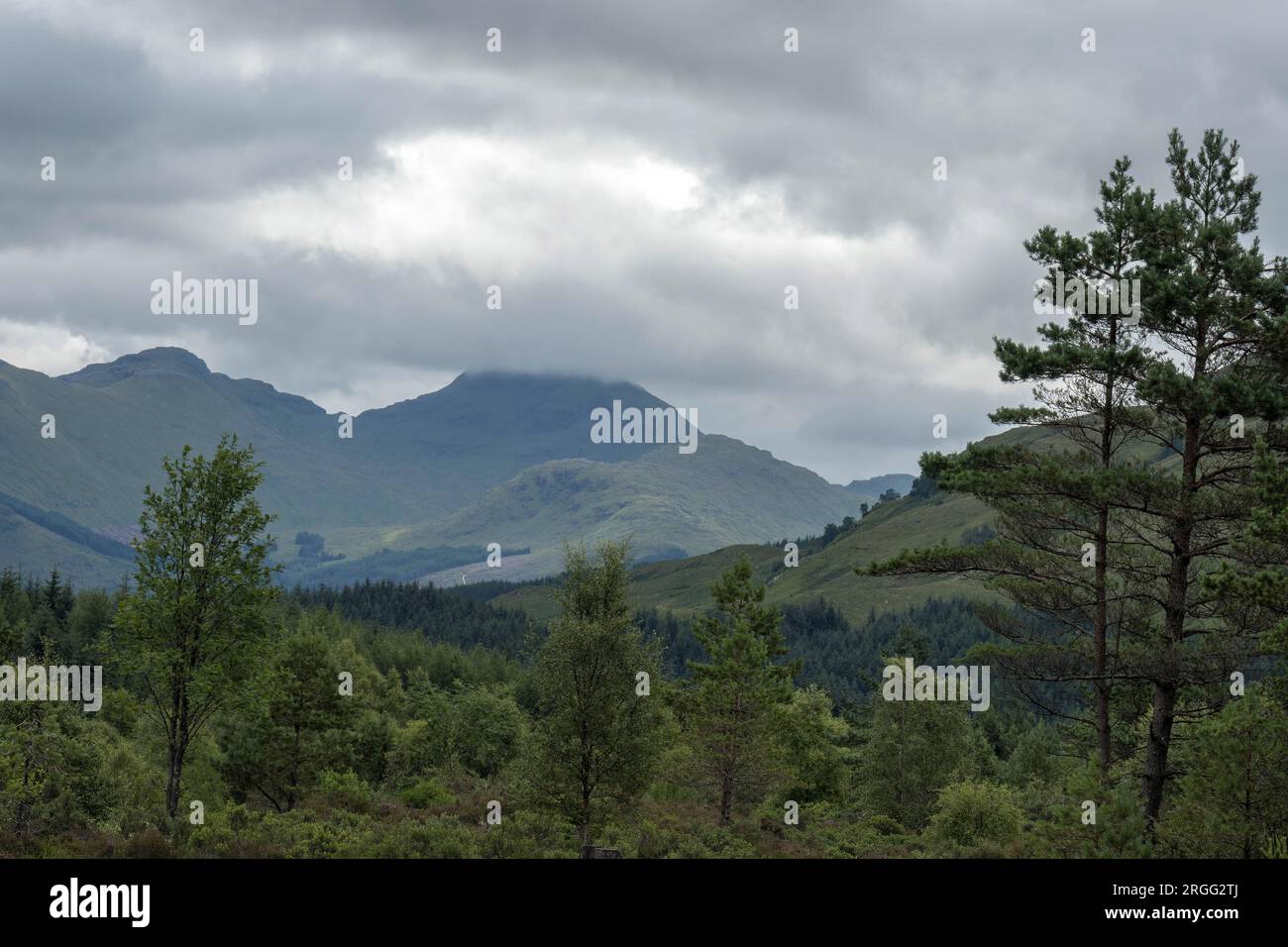 The lost forest in the scottish highlands hi-res stock photography and ...