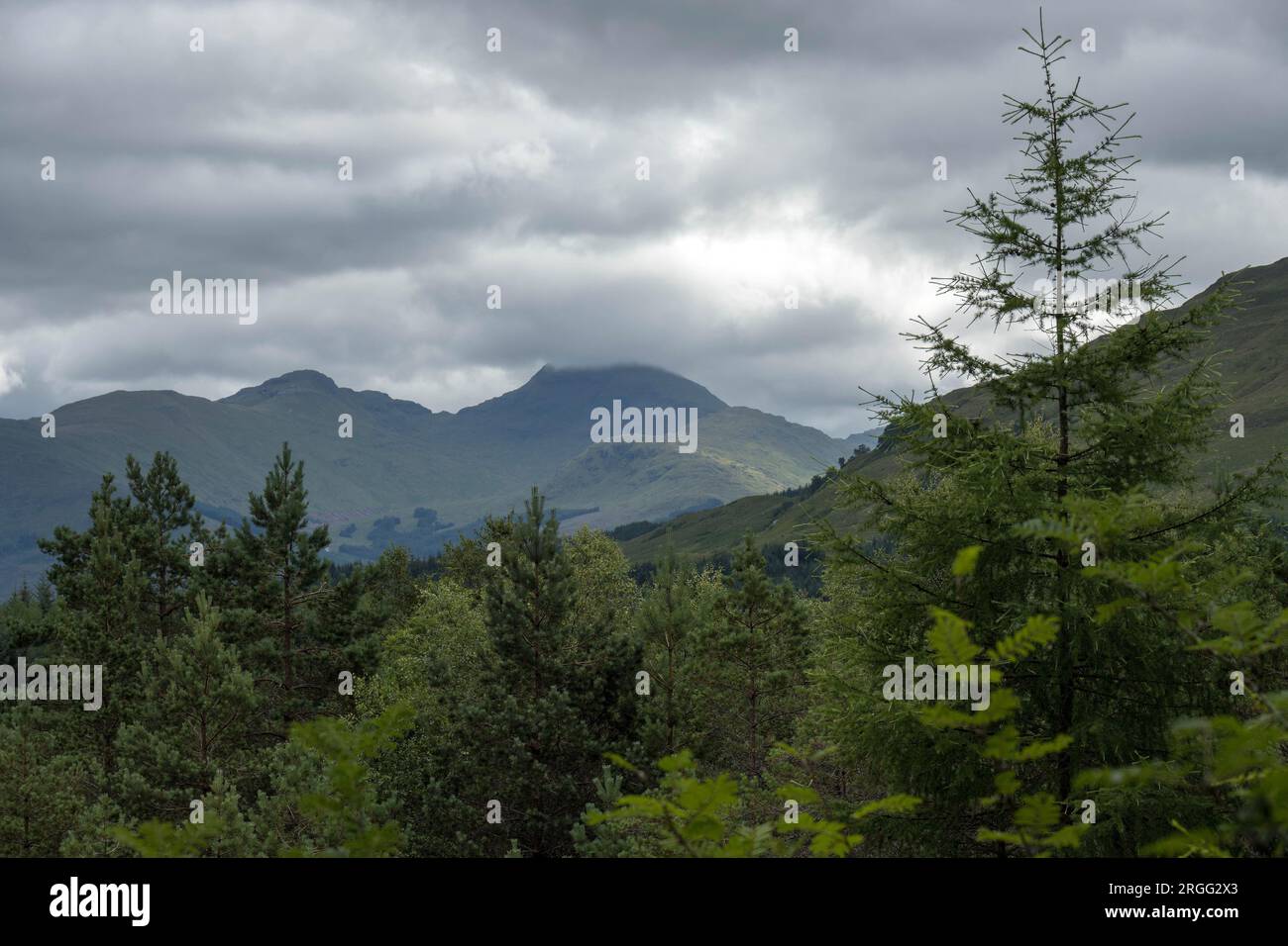 The lost forest in the scottish highlands hi-res stock photography and ...