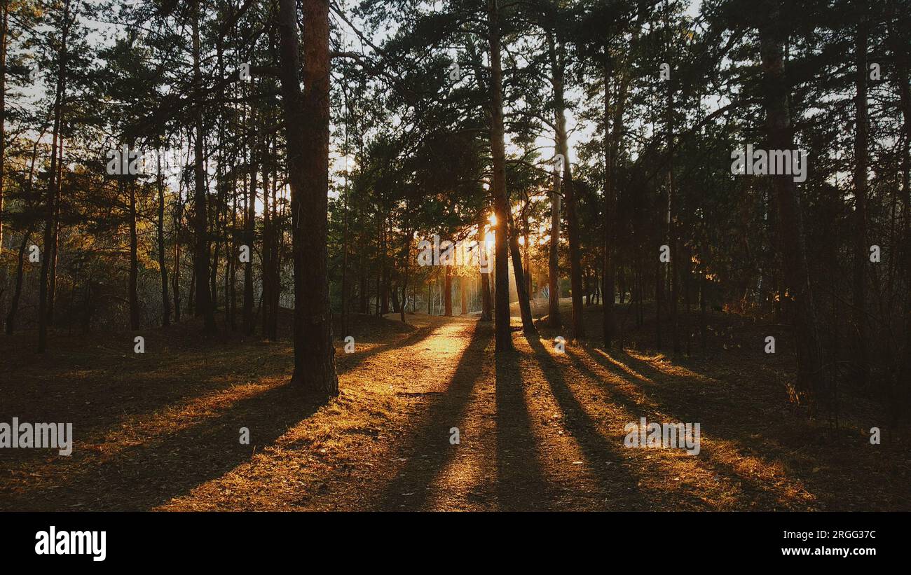 The sun's rays break through the trees in the evening forest, leaving ...