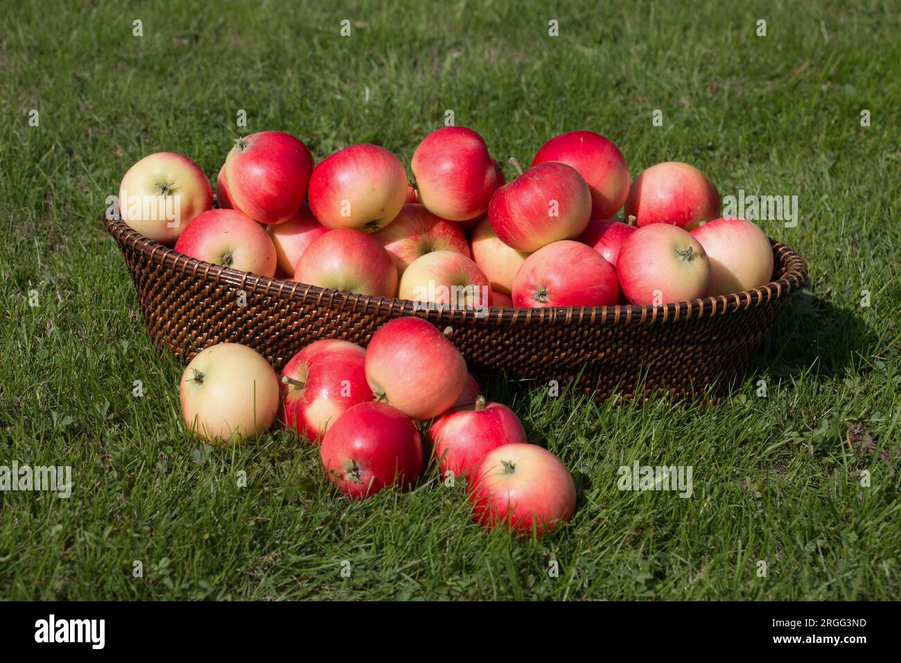 A basket of ripe red Discovery eating apples, Malus domestica, apple ...