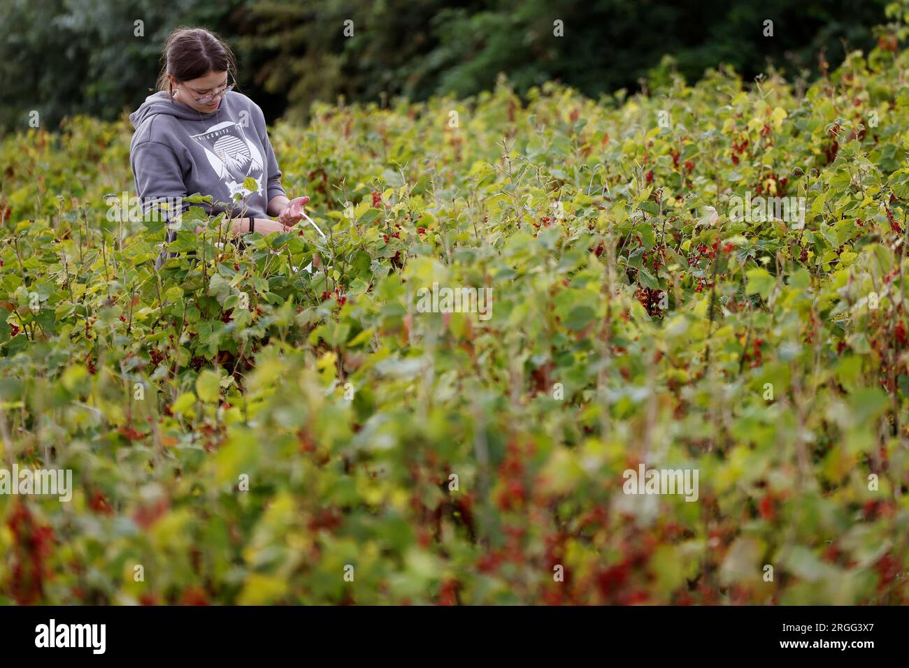 HEINKENSZAND - Visitors pick berries at a fruit grower. The Beveland ...