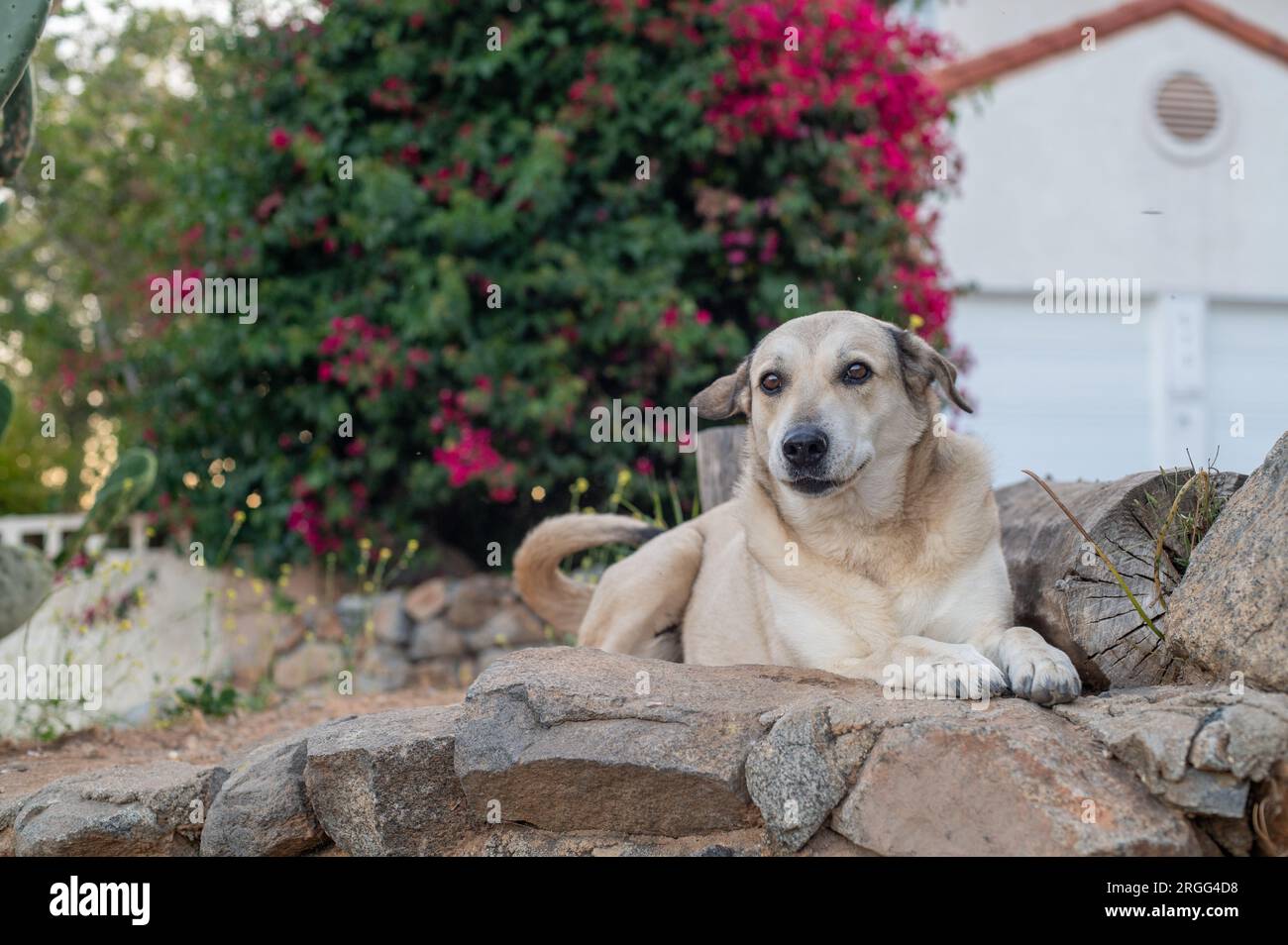 Dog in a bush hi-res stock photography and images - Alamy