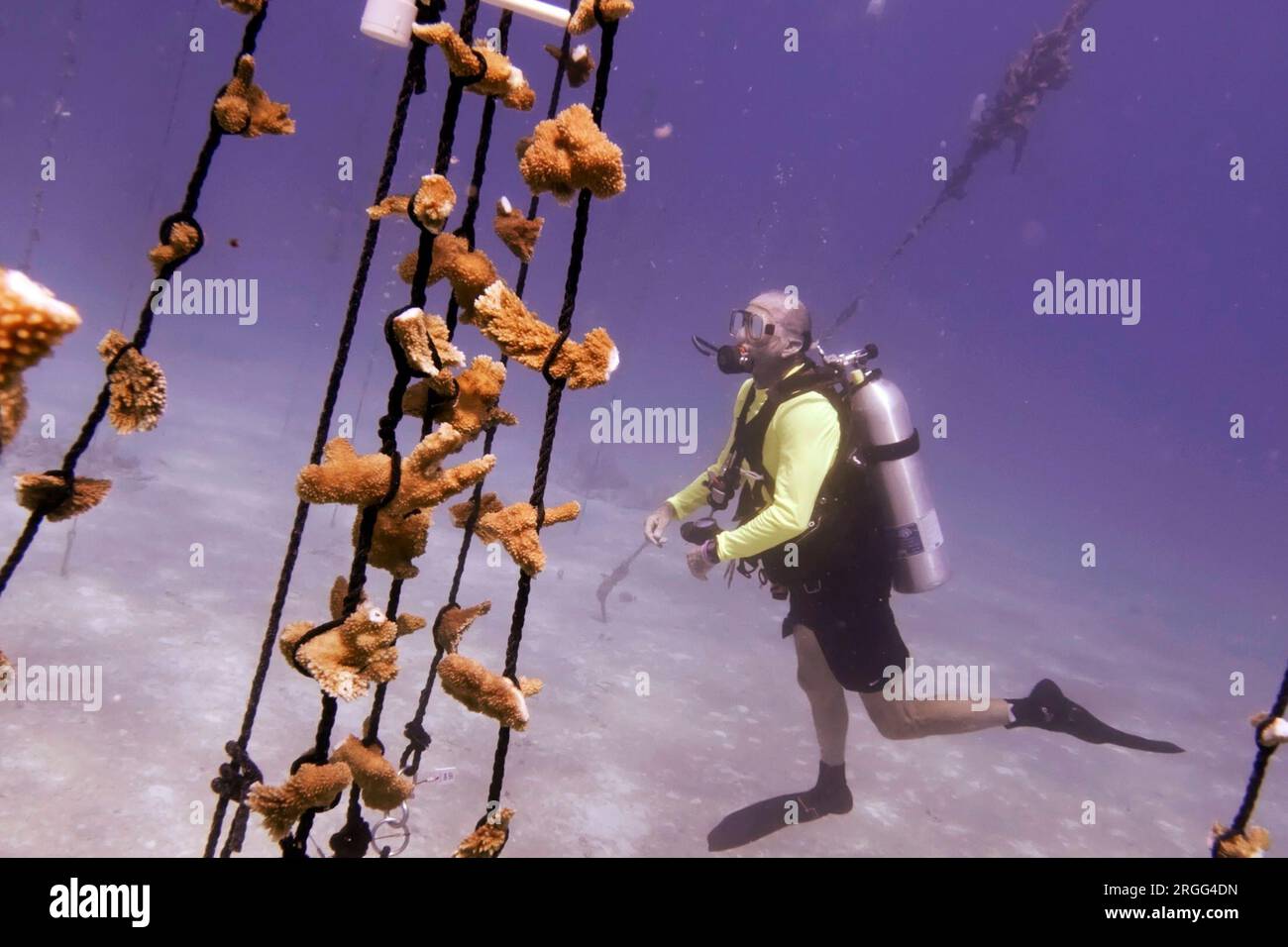 Bob Whitmore, a board member with the nonprofit Reef Renewal USA, swims ...