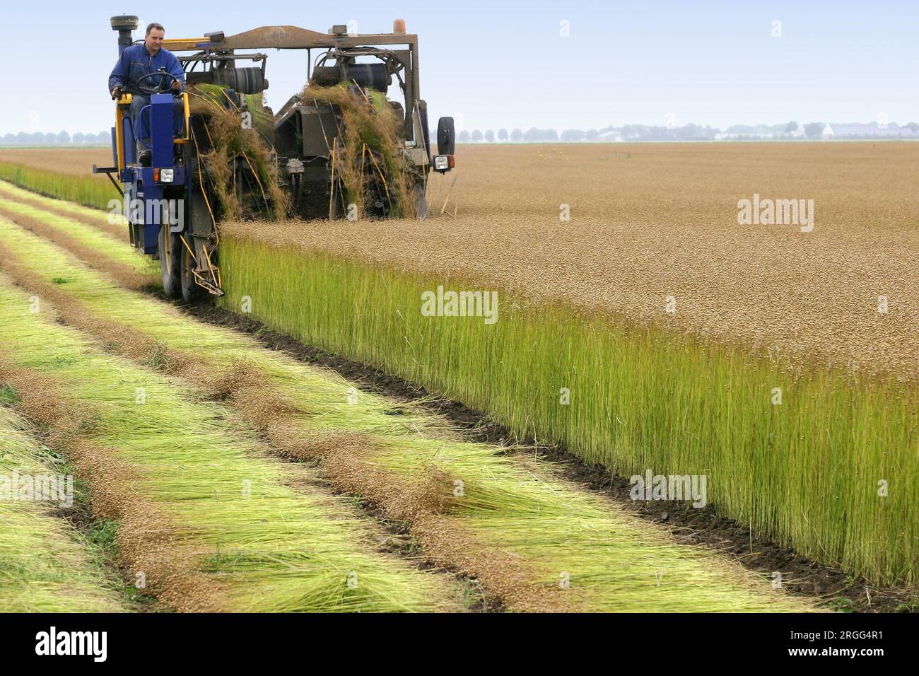 Harvesting flax for linen hi-res stock photography and images - Alamy