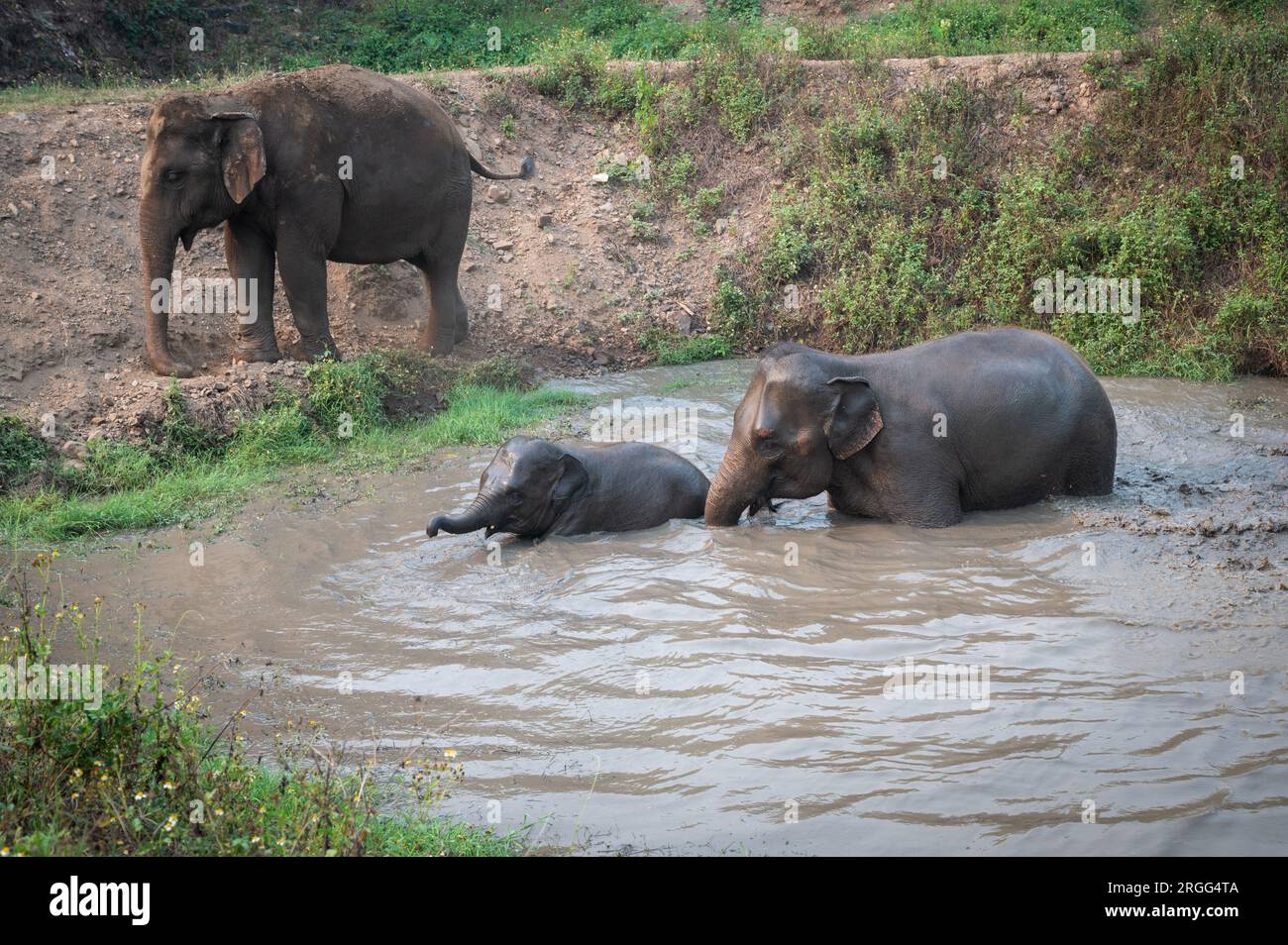 Elephants swimming at Elephant Jungle Sanctuary near Chiang Mai, Thailand Stock Photo - Alamy