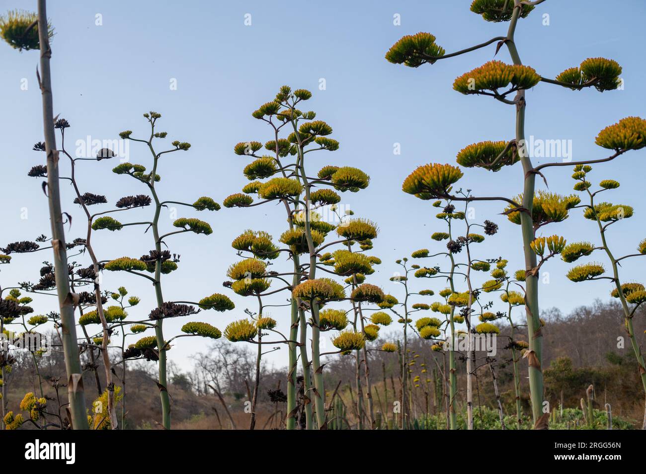 Group of agave plants Stock Photo - Alamy