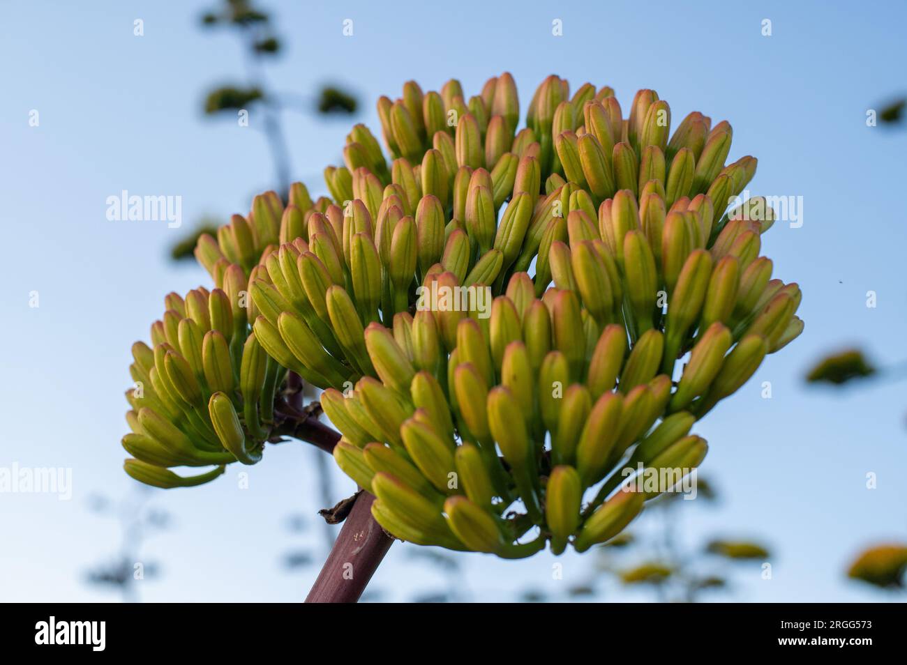 Agave farm hi-res stock photography and images - Alamy