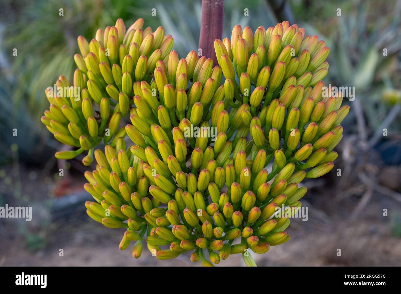 Group of agave plants Stock Photo - Alamy