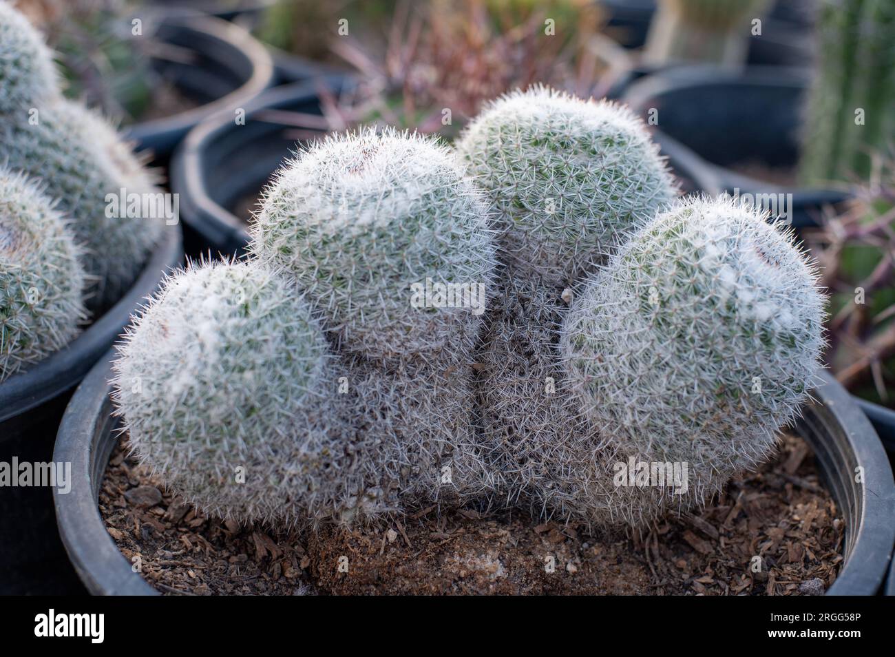 Cacti group hi-res stock photography and images - Alamy