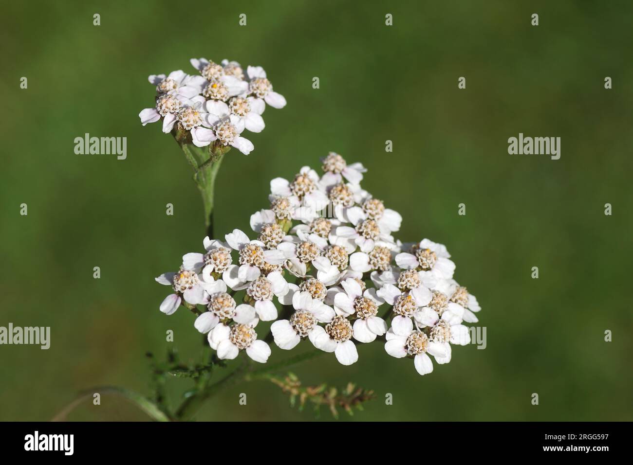 Closeup white flowers of Common yarrow (Achillea millefolium, family ...
