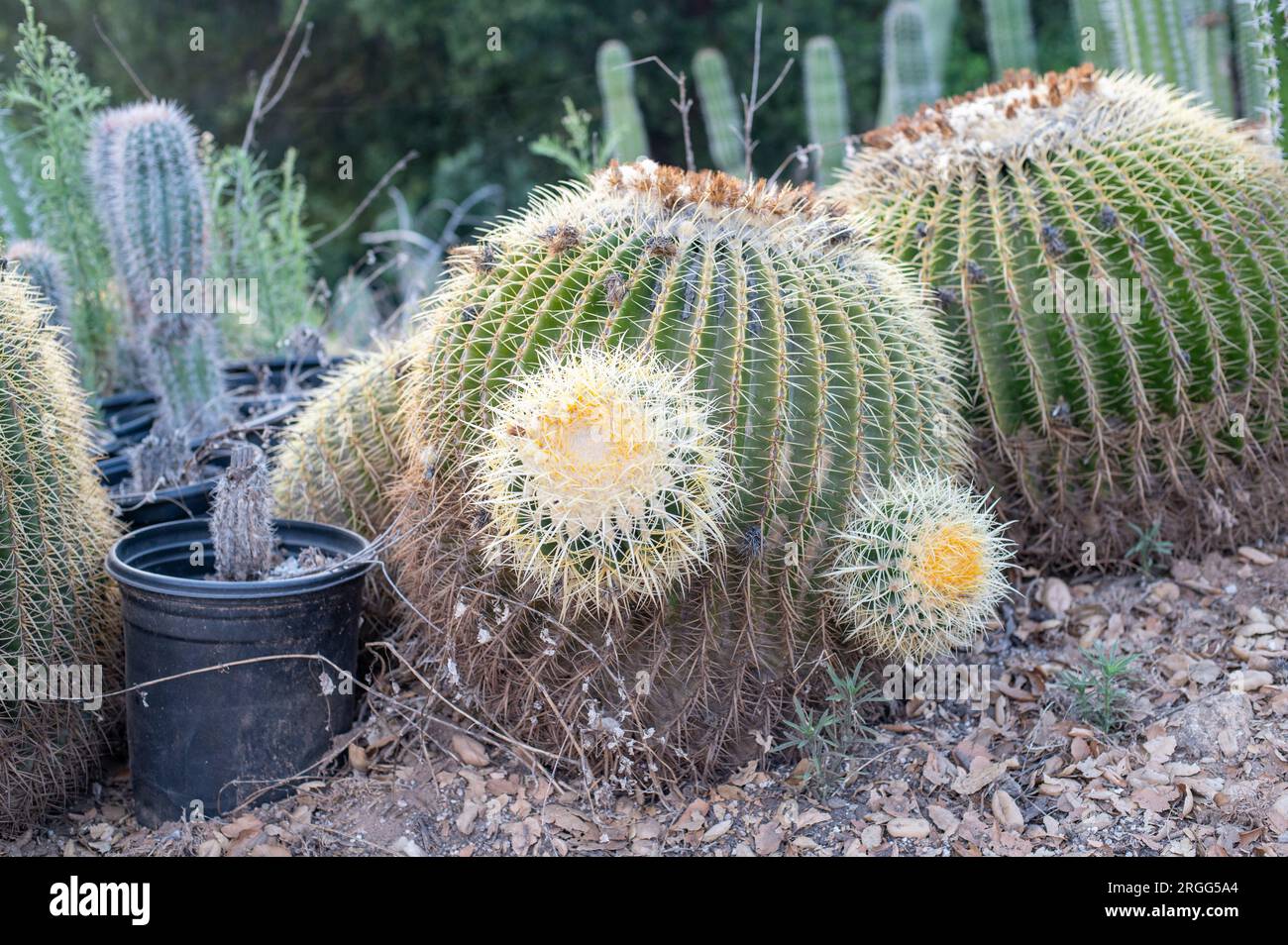 Round cactus plants hi-res stock photography and images - Alamy