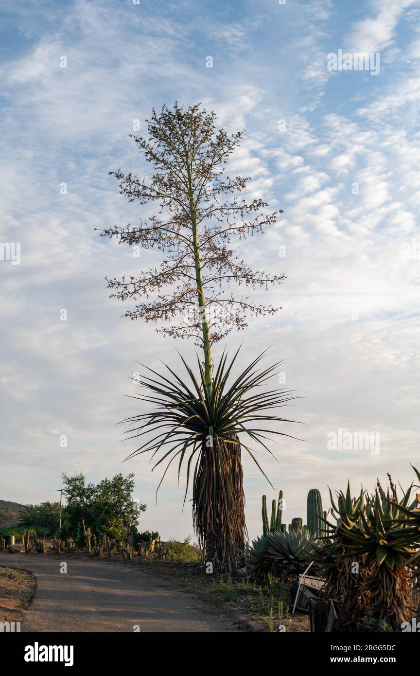 Tall agave plant green hi-res stock photography and images - Alamy