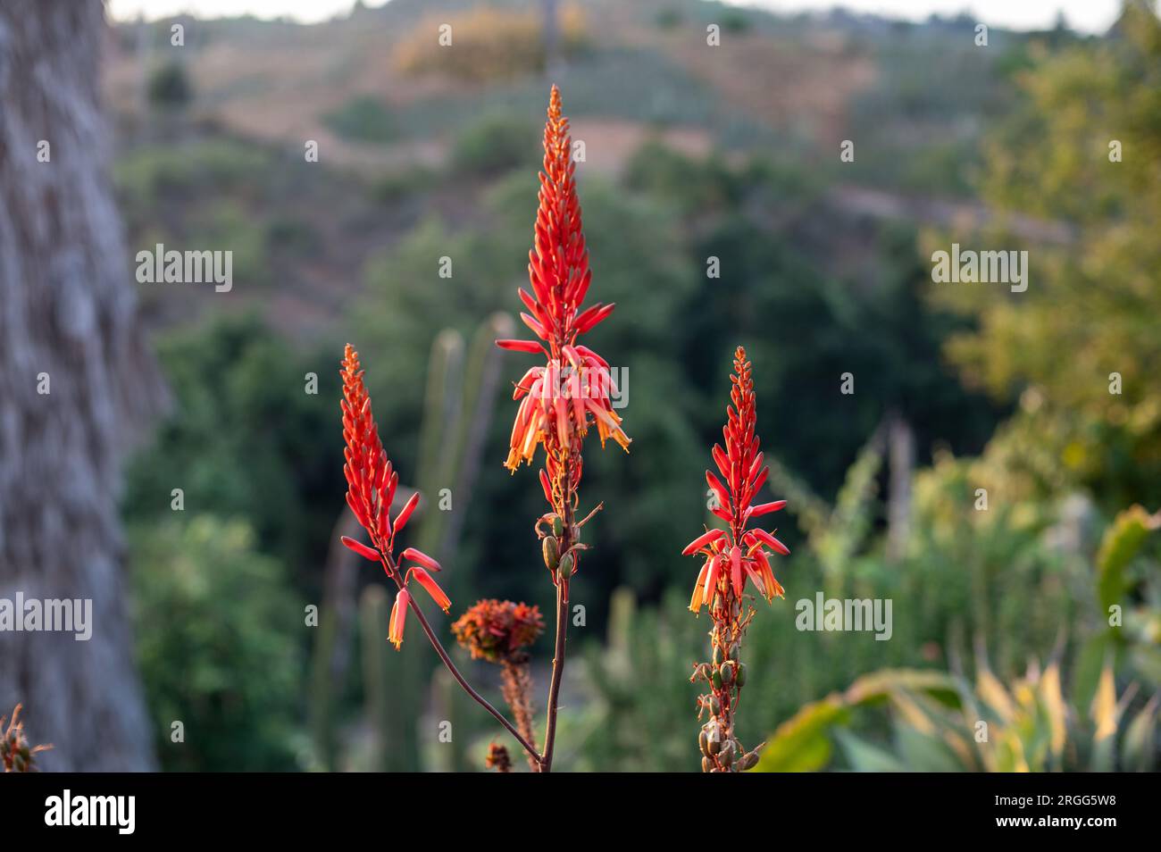 Red aloe hi-res stock photography and images - Alamy