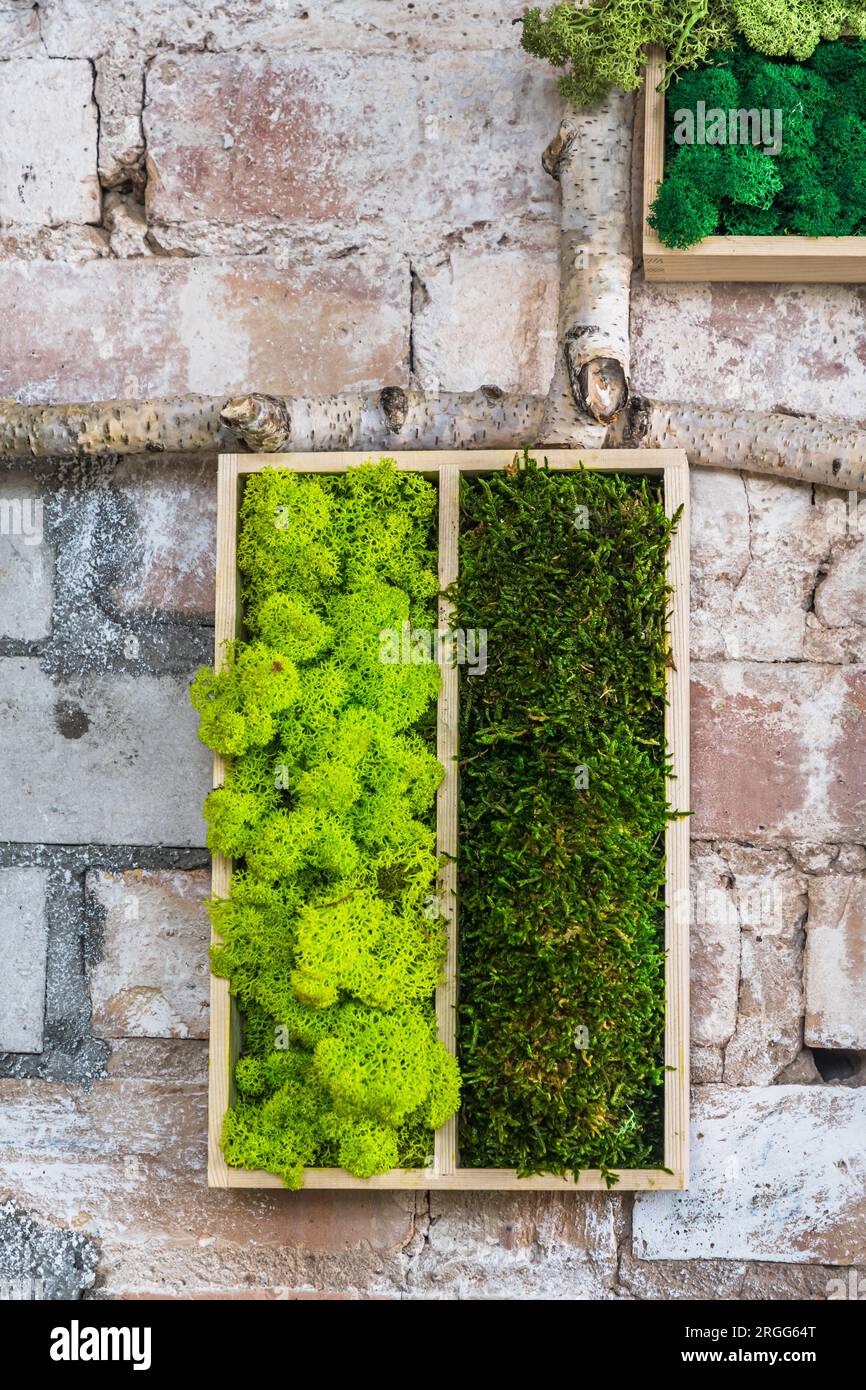 Light and dark green moss in wooden boxes on a rustic stone wall in the ...