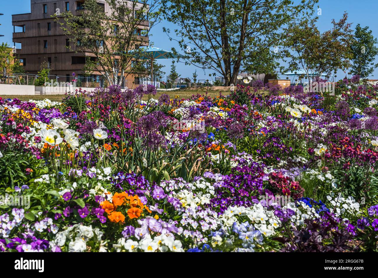 Tulip flower beds spring hi-res stock photography and images - Alamy