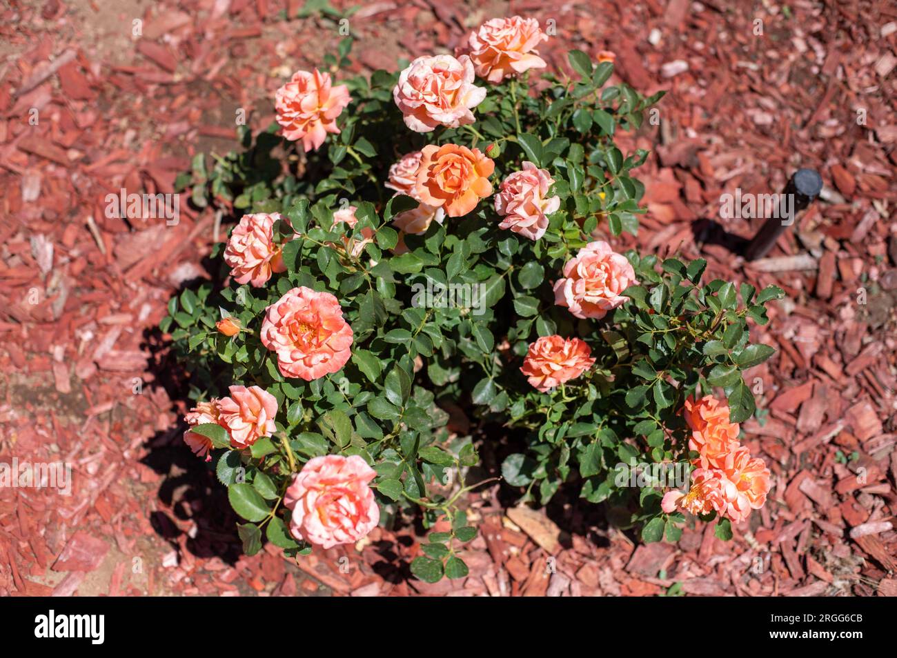 Mulch rose bush hi-res stock photography and images - Alamy