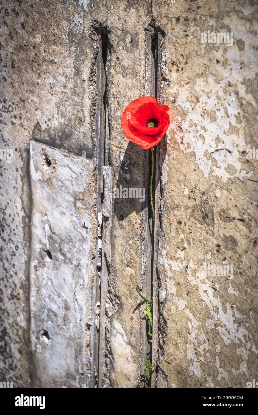 Poppy on old dingy concrete wall, vertical Stock Photo - Alamy