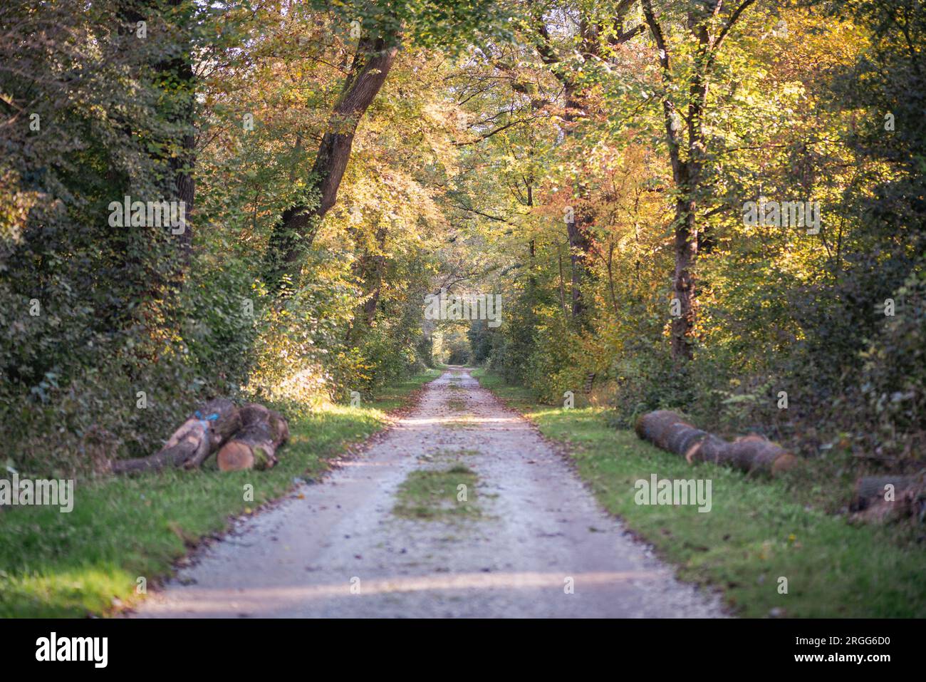 Path made light colored hi-res stock photography and images - Alamy
