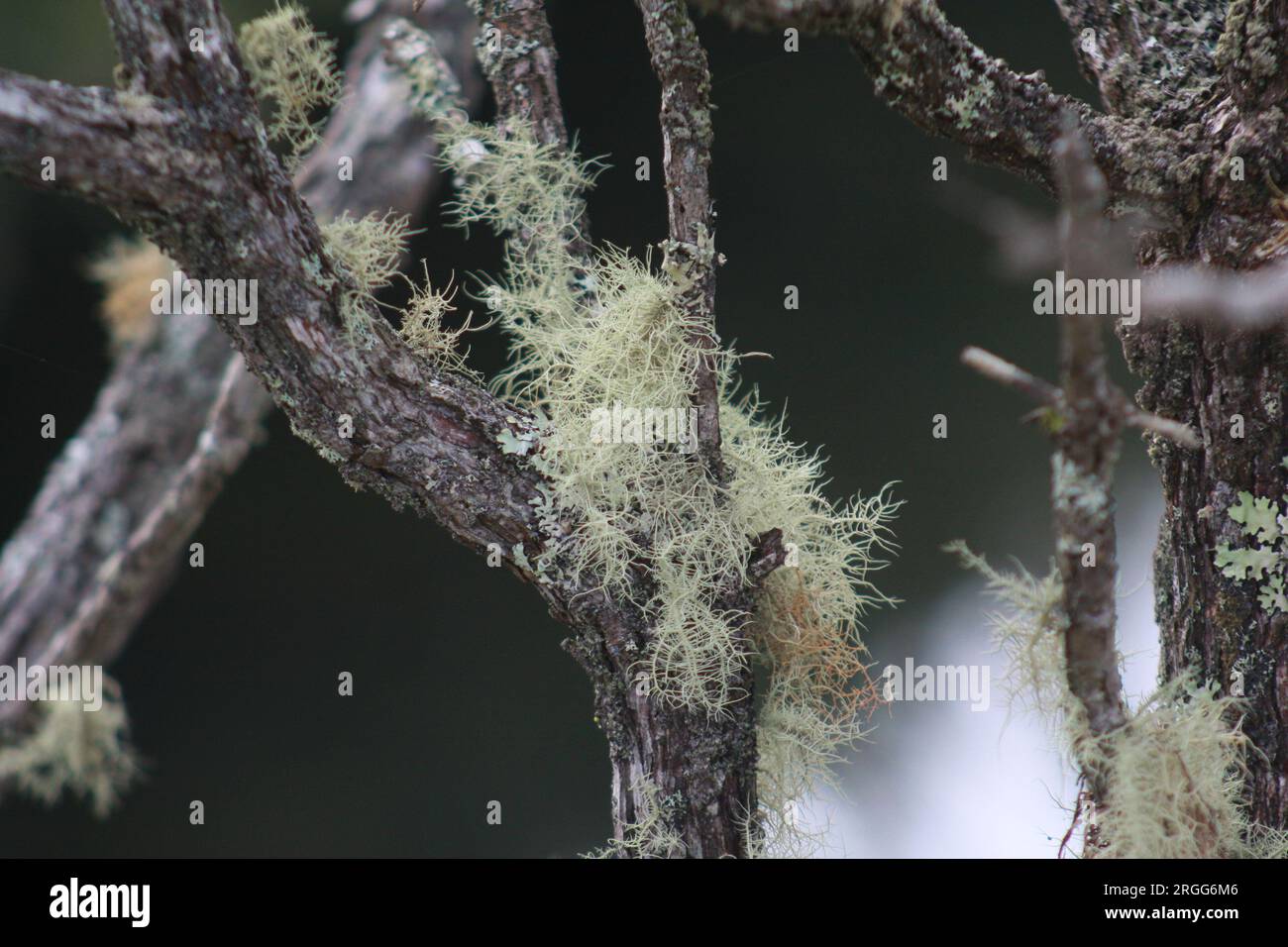 An ancient tree stands as a stoic witness to the passage of time. Its ...