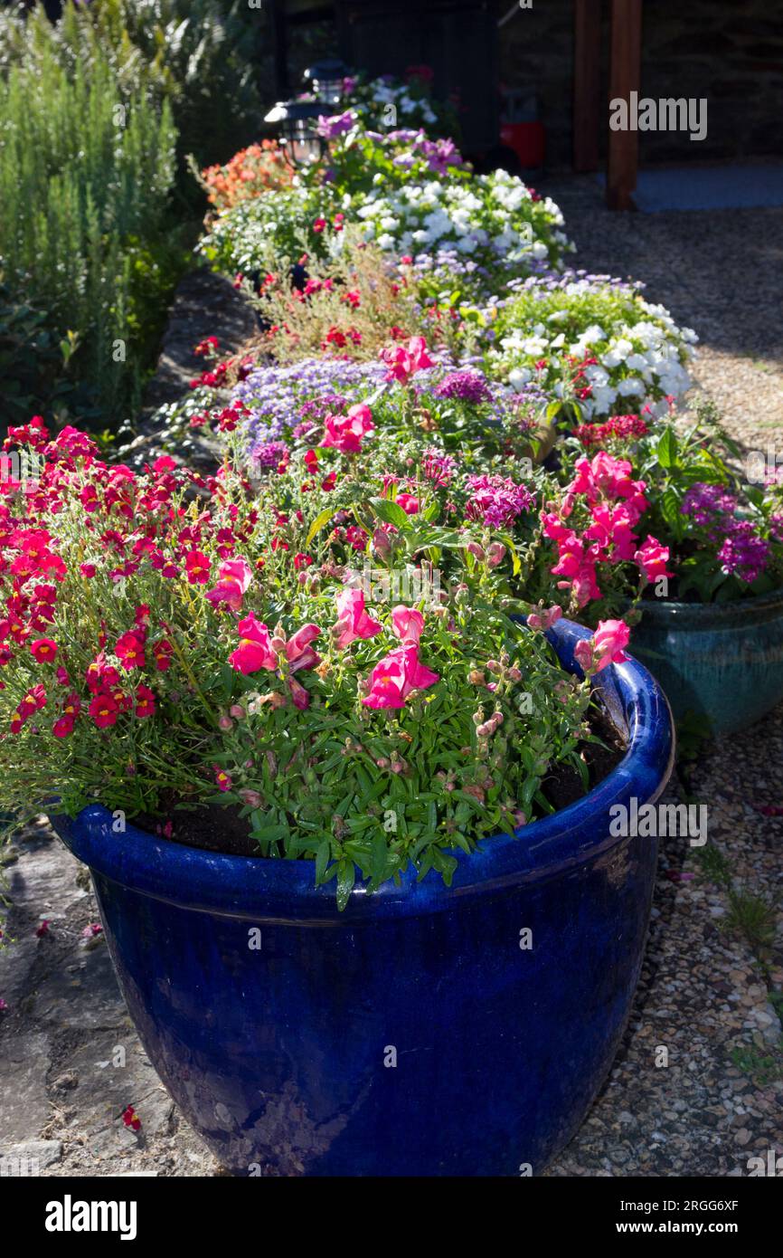 Small flowers in pots hi-res stock photography and images - Alamy