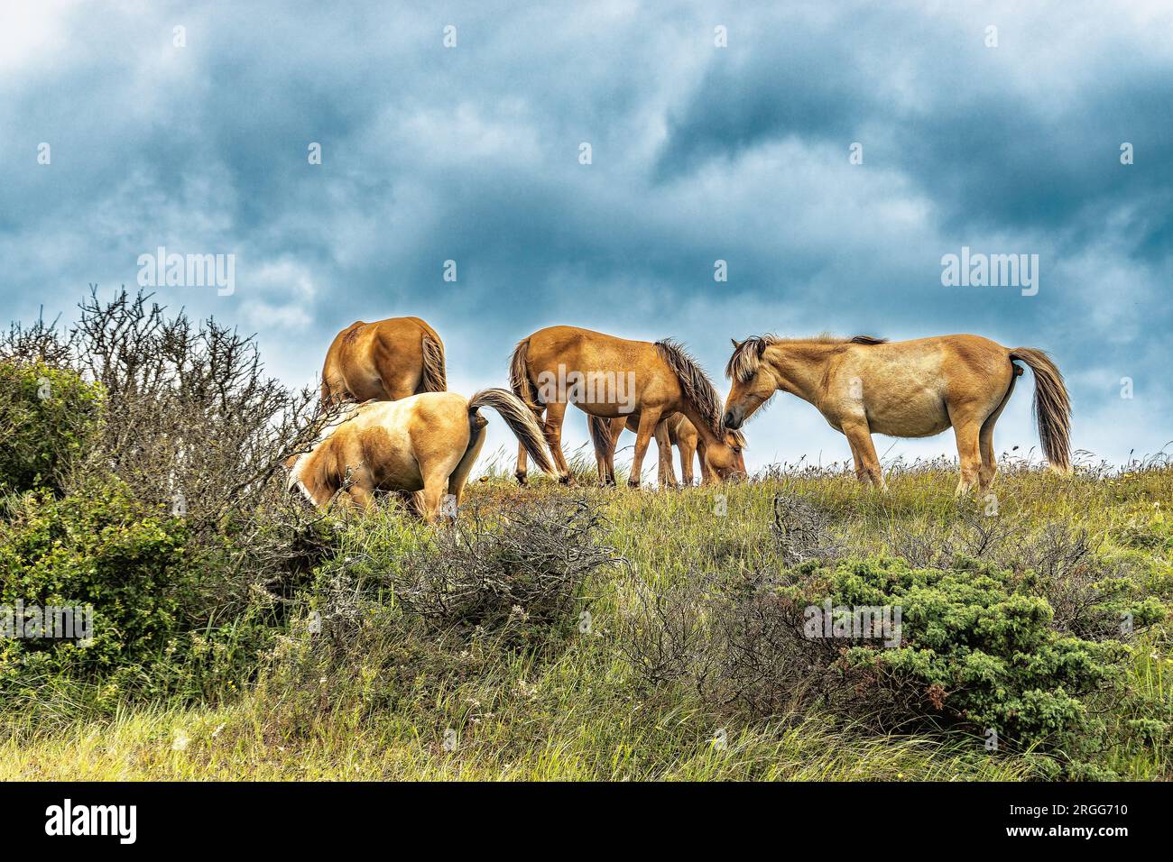 Wild horses in nature reserve Thy in rural Denmark Stock Photo - Alamy