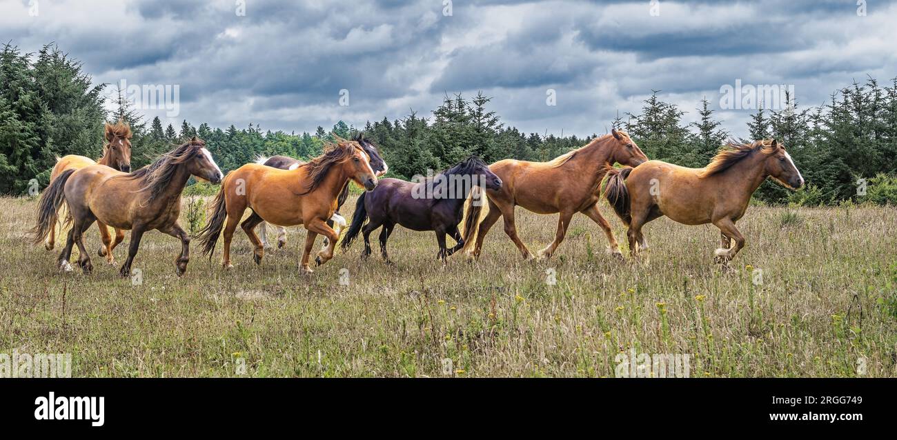 Wild horses in nature reserve Thy in rural Denmark Stock Photo - Alamy