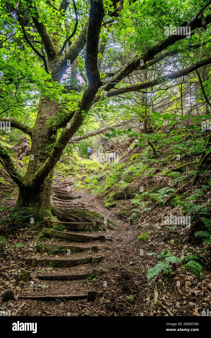 Fosdalen walking paths in Thy rural Denmark Stock Photo - Alamy