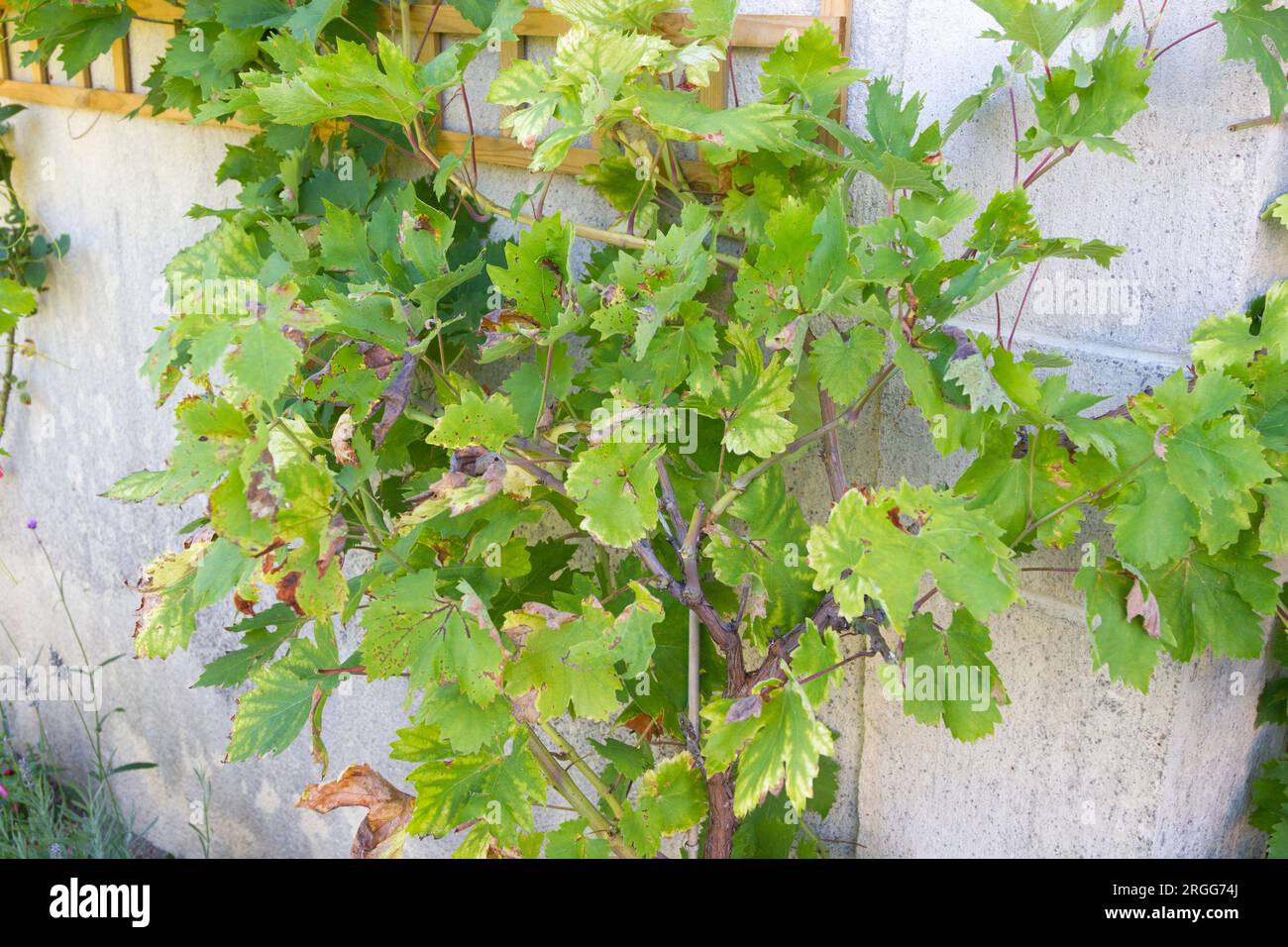 Grapevine disease hi-res stock photography and images - Alamy