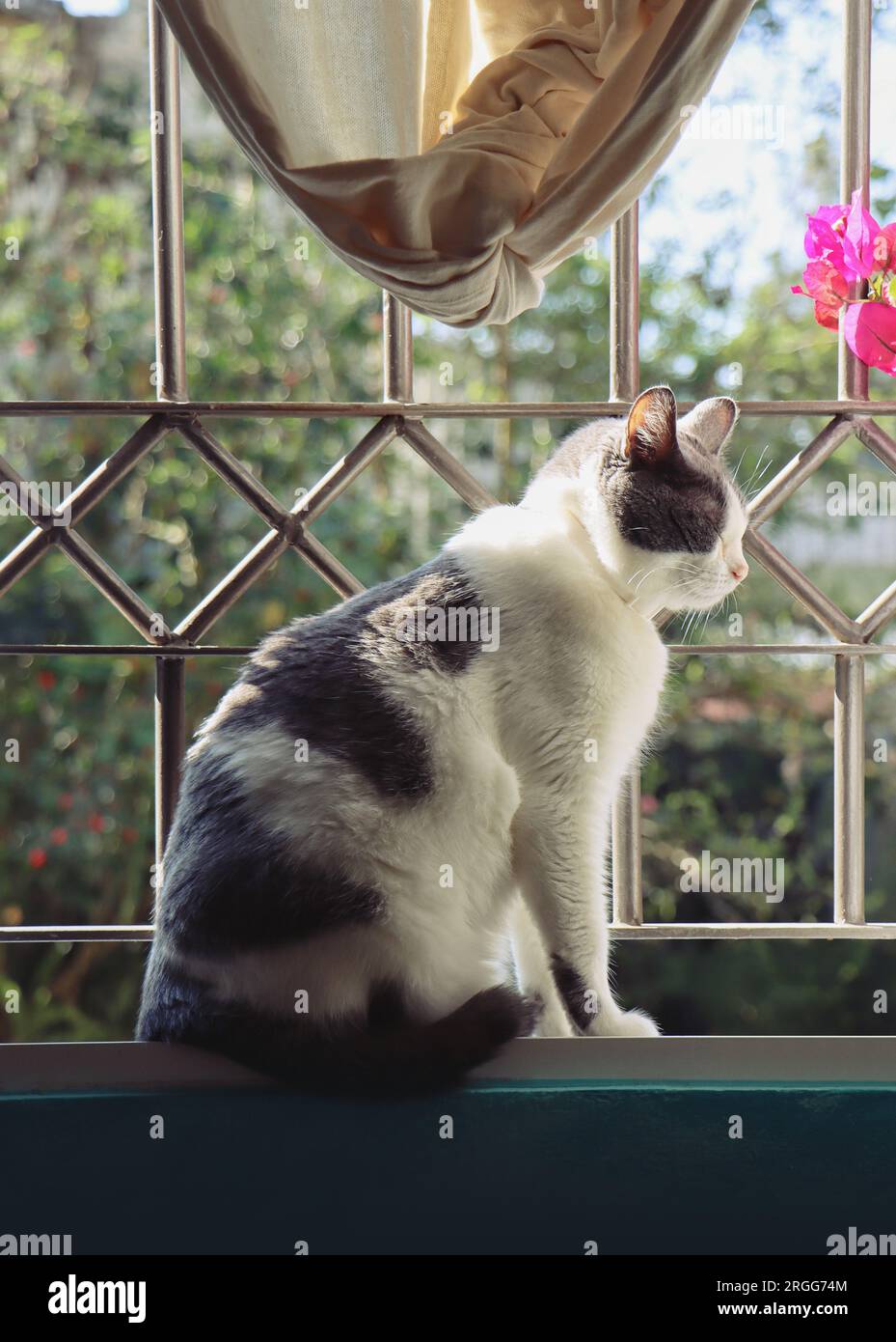 Cat taking sunbath in the window Stock Photo - Alamy