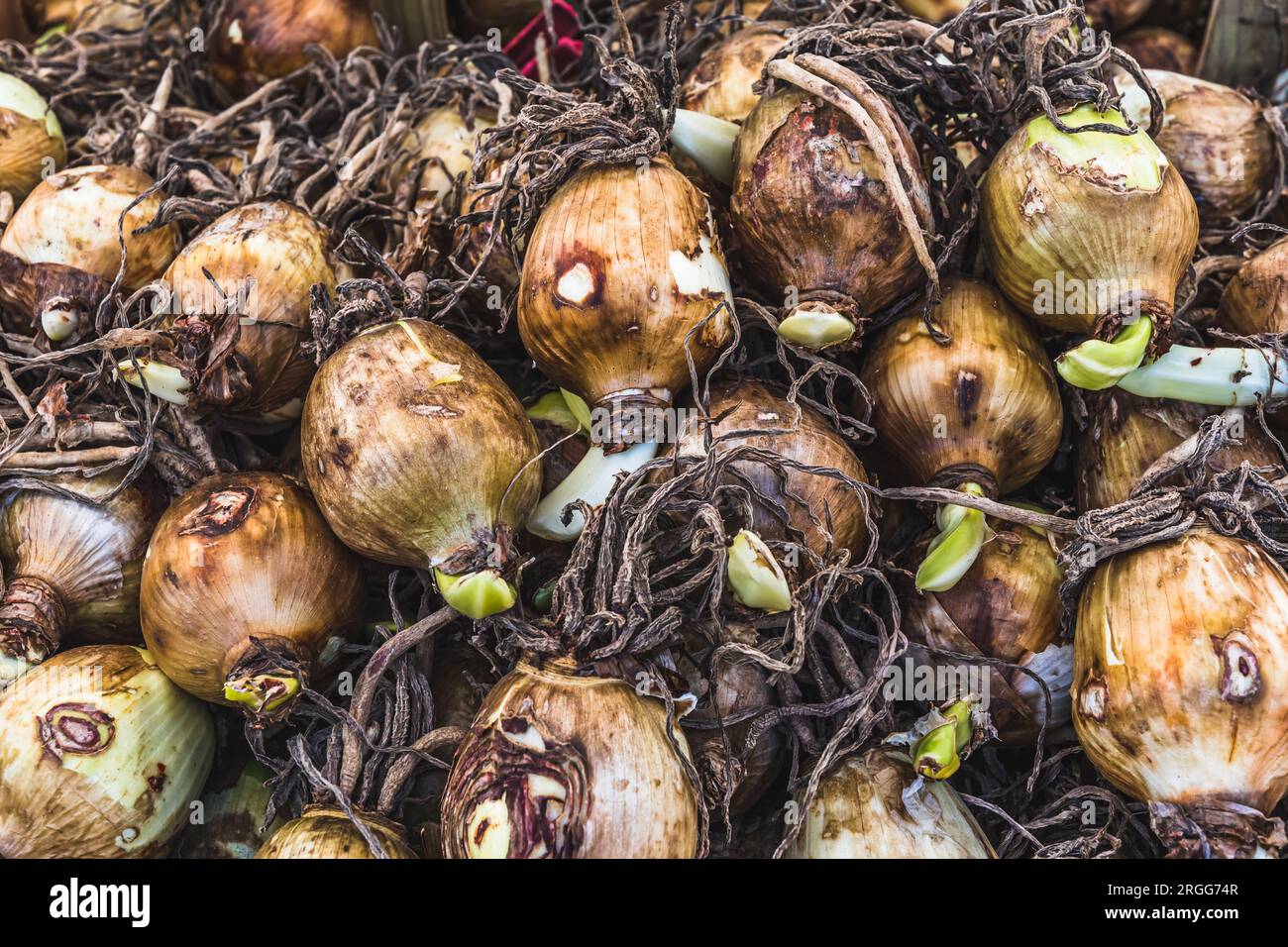 Flower bulbs sale in flower hi-res stock photography and images - Alamy