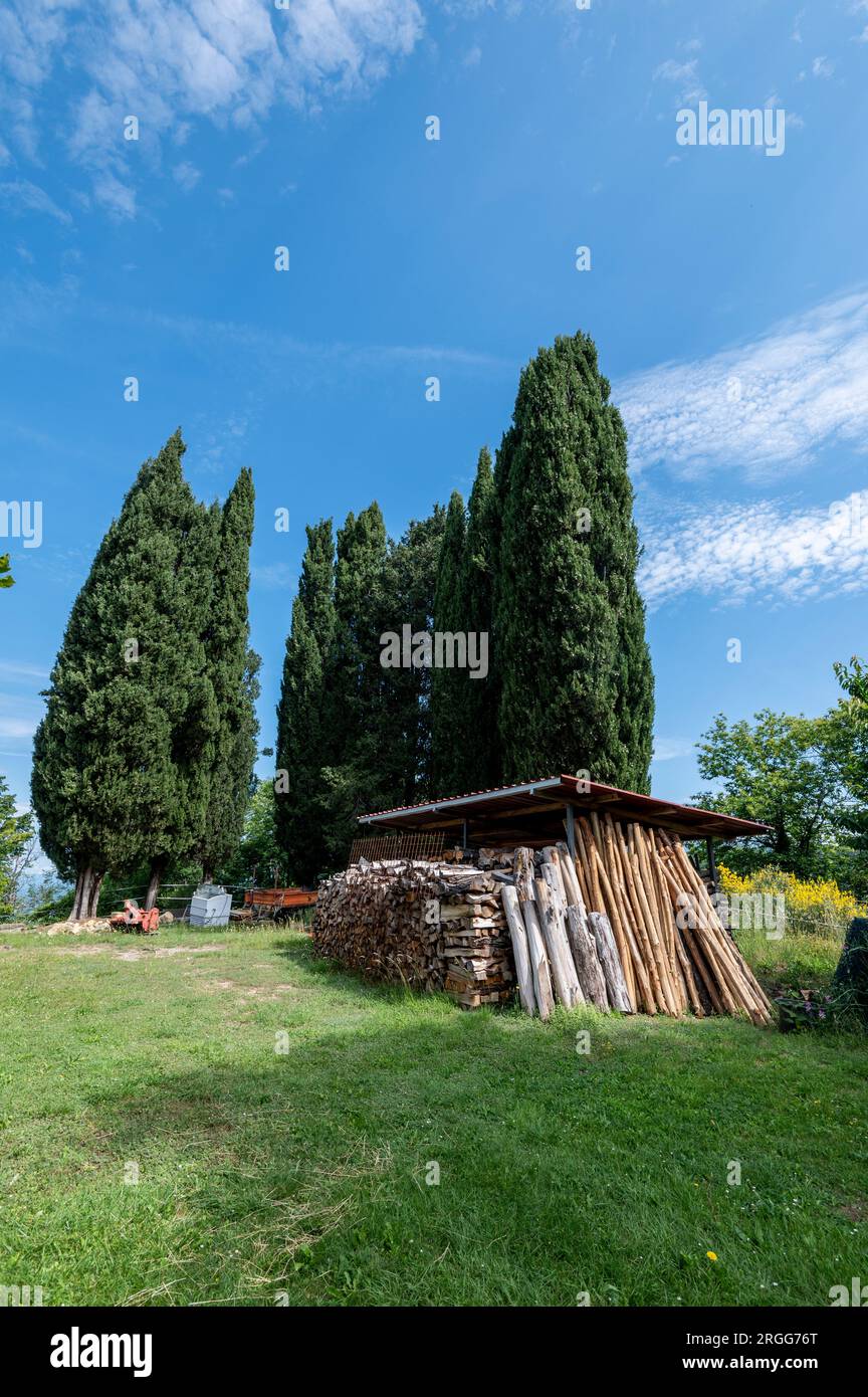 Cypress tree wood hi-res stock photography and images - Alamy