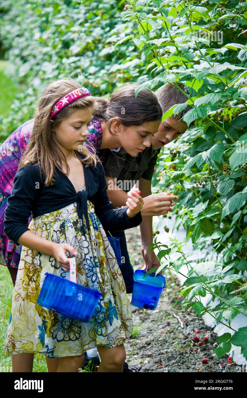 Pyo fruit hi-res stock photography and images - Alamy