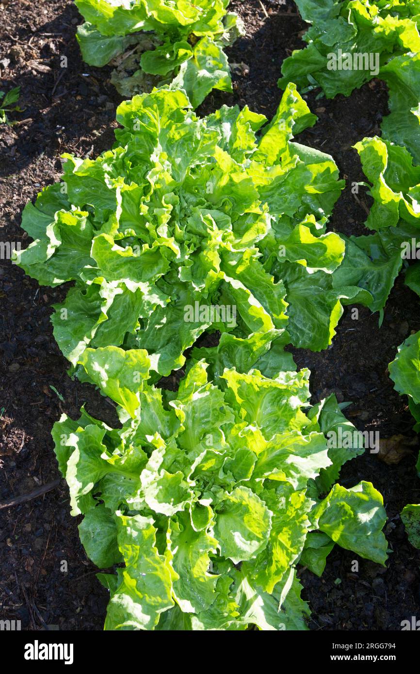 Bitter lettuce hi-res stock photography and images - Alamy