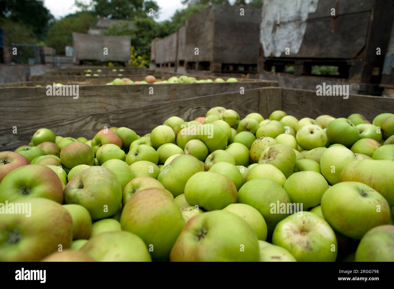 Harvest time at Orchard Pig in Somerset Stock Photo - Alamy